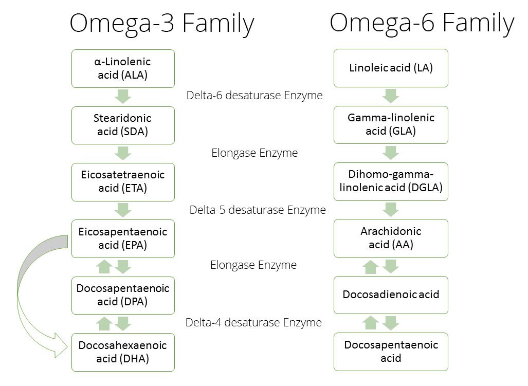 What you need to know about Omega 3-6-9 so you don't waste money...